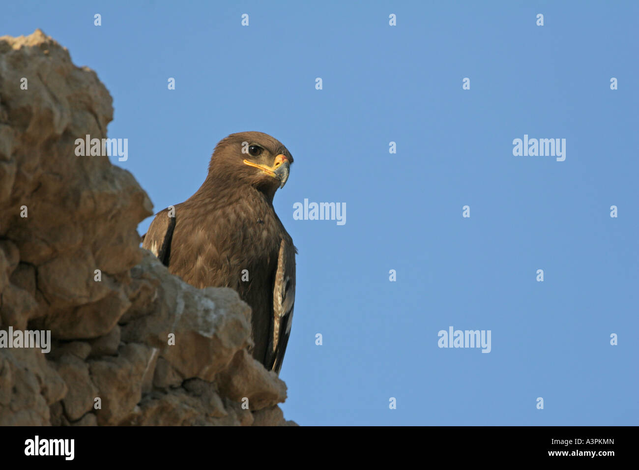 Steppe Eagle, Aquila nipalensis Stock Photo - Alamy