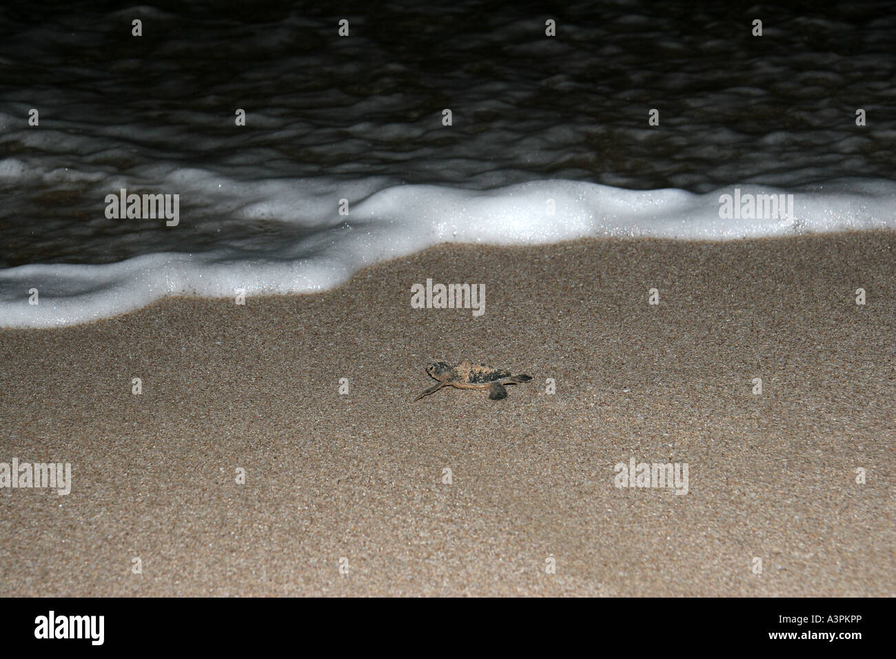 Pacific Green Turtle hatching Stock Photo - Alamy