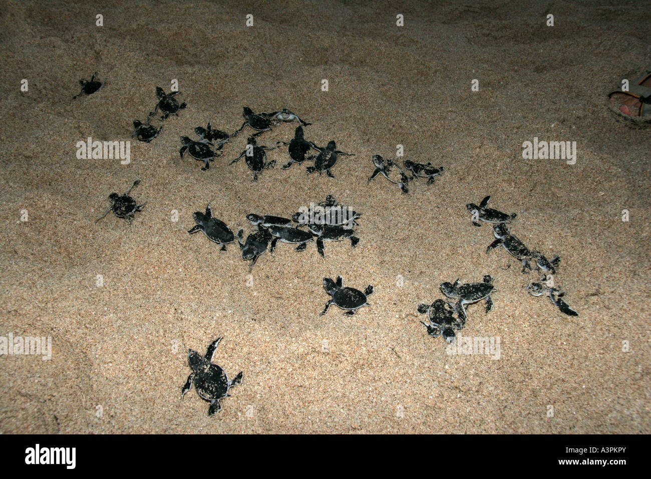 Turtle hatchlings exploding from sand Stock Photo - Alamy
