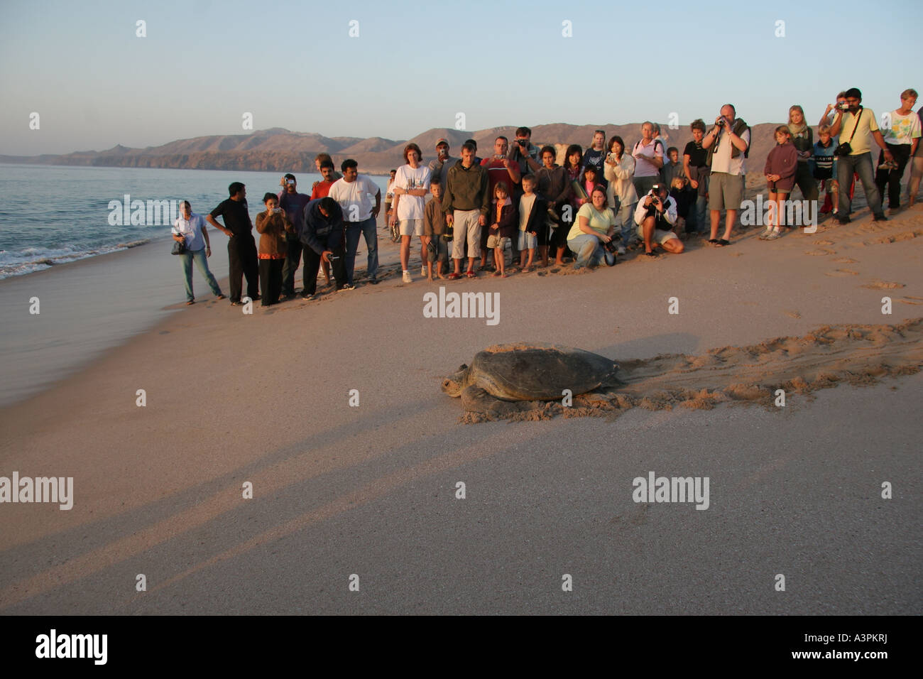 Pacific Green Turtle watched by tourists Stock Photo - Alamy