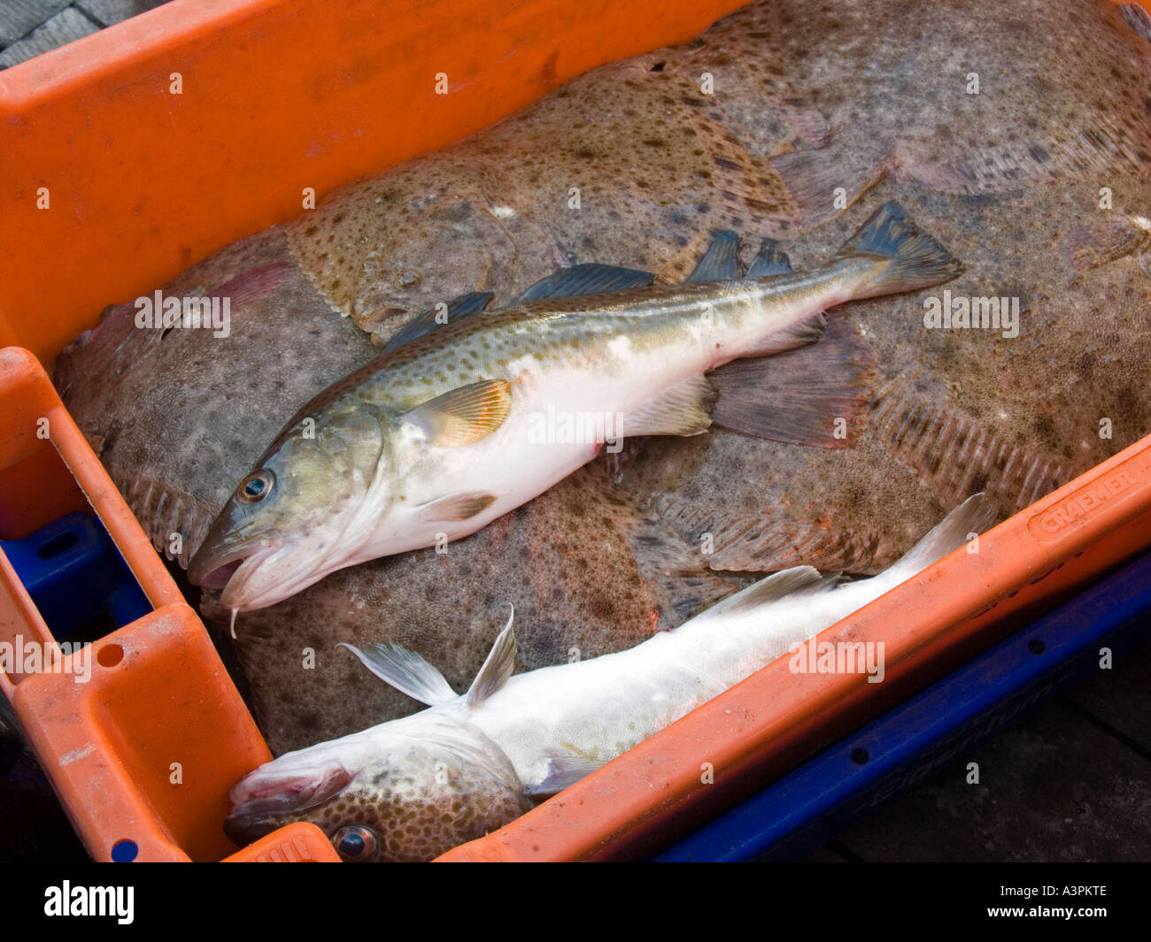 Fishes in a box hi-res stock photography and images - Alamy