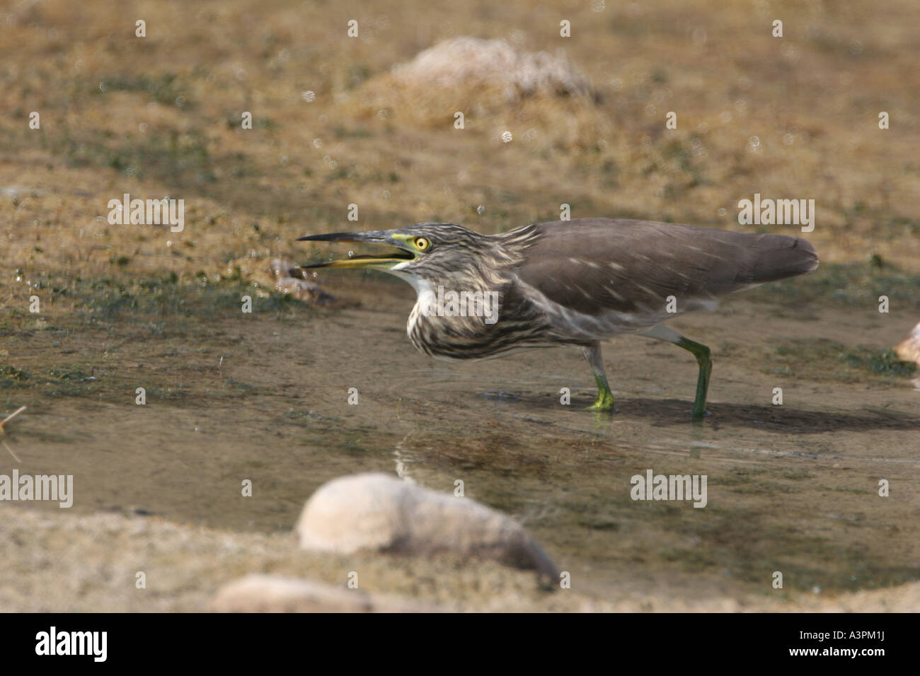 Bird shore bird Cut Out Stock Images & Pictures - Alamy