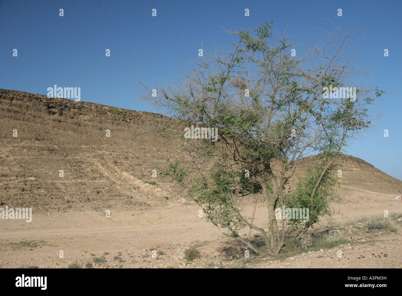 Sap frankincense tree hi-res stock photography and images - Alamy