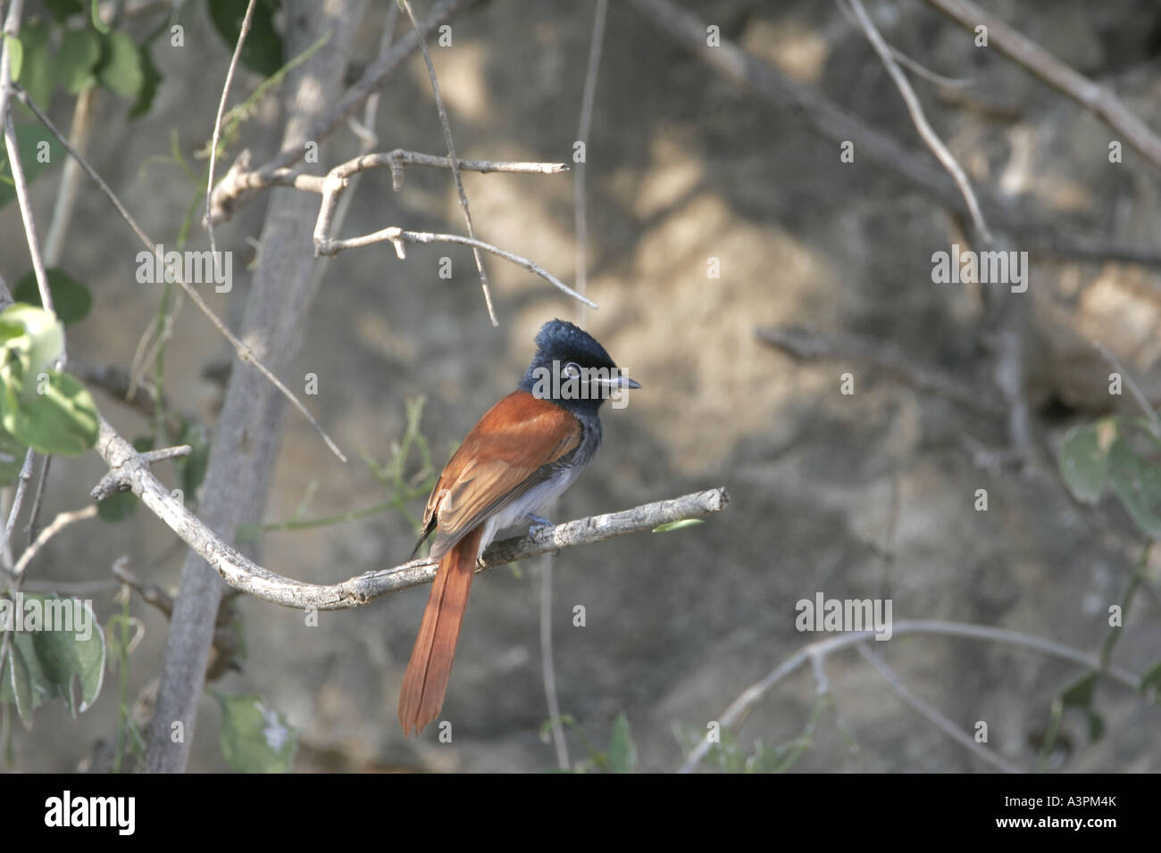 African Paradise Flycatcher Stock Photo - Alamy