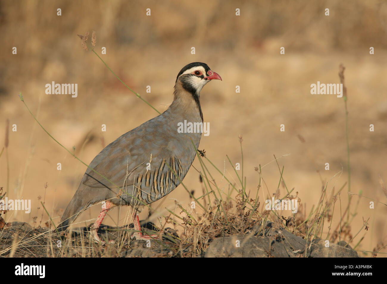 Arabian partridge hi-res stock photography and images - Alamy