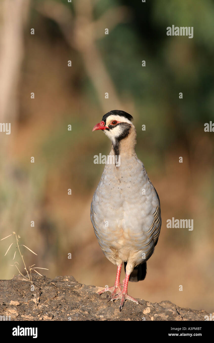 Arabian partridge hi-res stock photography and images - Alamy