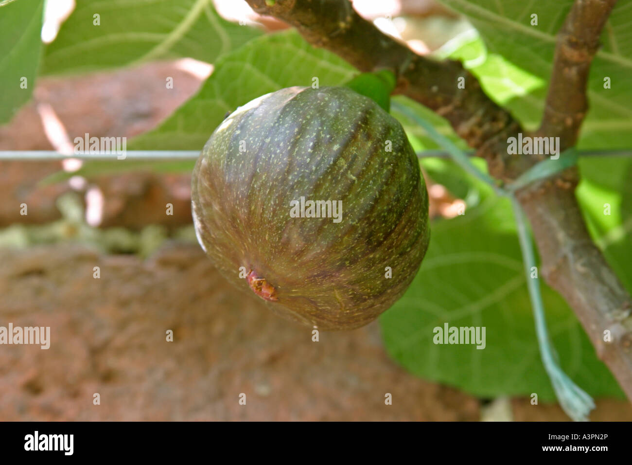 Fig Brown turkey fruit ripening on tree cu Stock Photo - Alamy