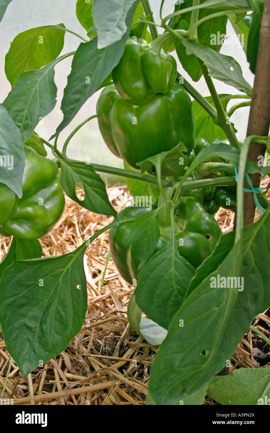 Bell pepper fruit developing on plant Stock Photo - Alamy
