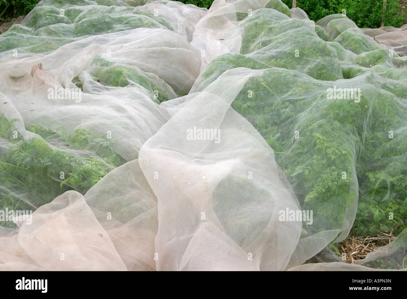 Carrot fly control keep crop covered with fleece Stock Photo - Alamy