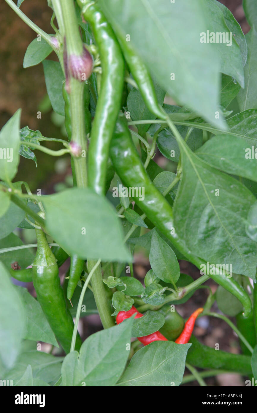Chilli pepper maturing on plant Stock Photo - Alamy