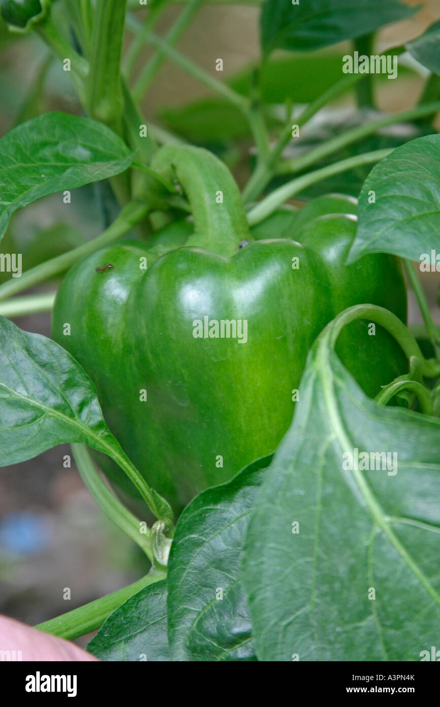 Bell pepper maturing on plant Stock Photo - Alamy