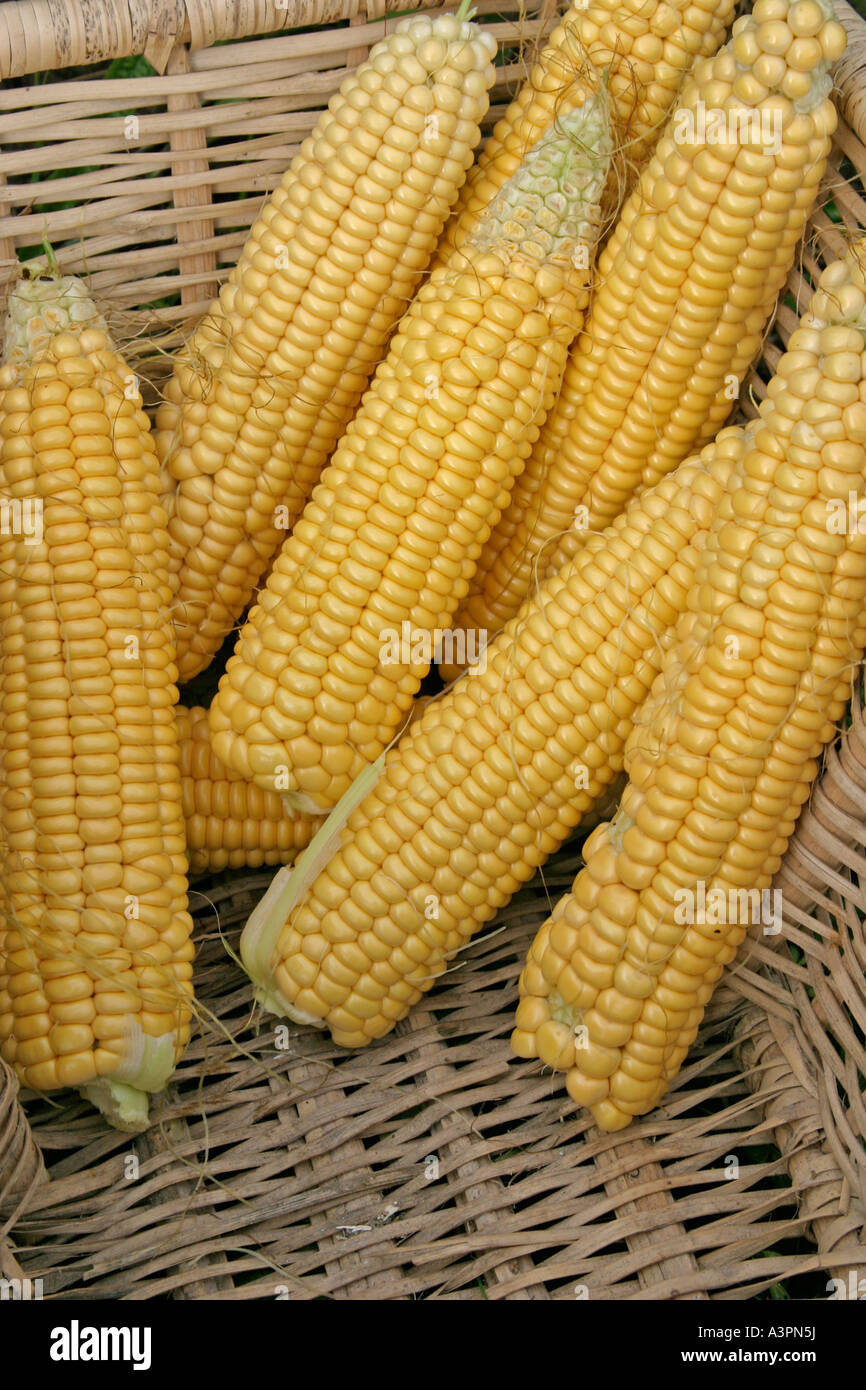 sweetcorn close up of cobs in basket Stock Photo - Alamy