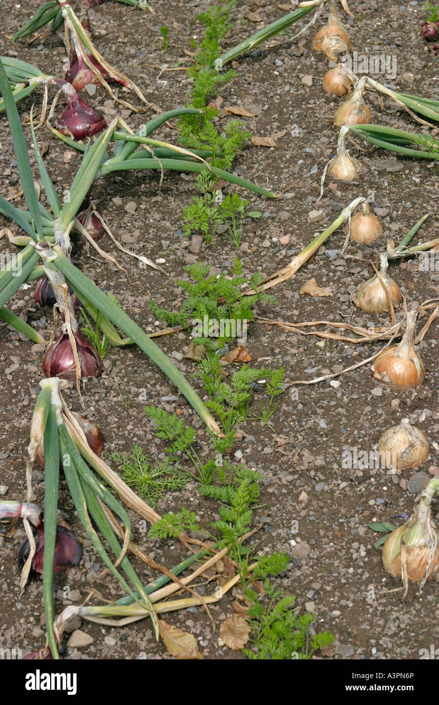 Interplanting carrots and onions Stock Photo - Alamy