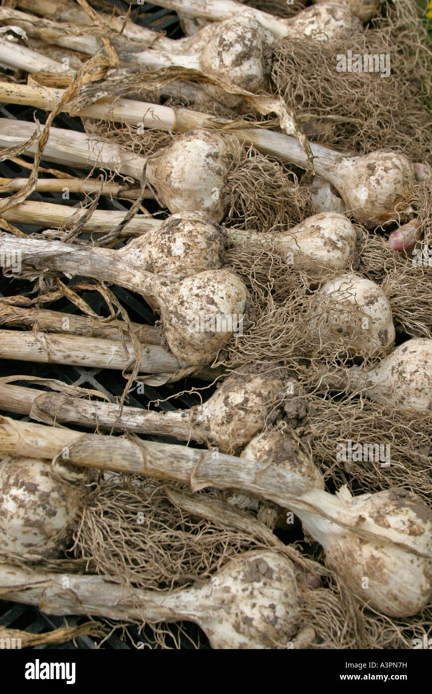 Garlic Solent wight drying on tray Stock Photo - Alamy