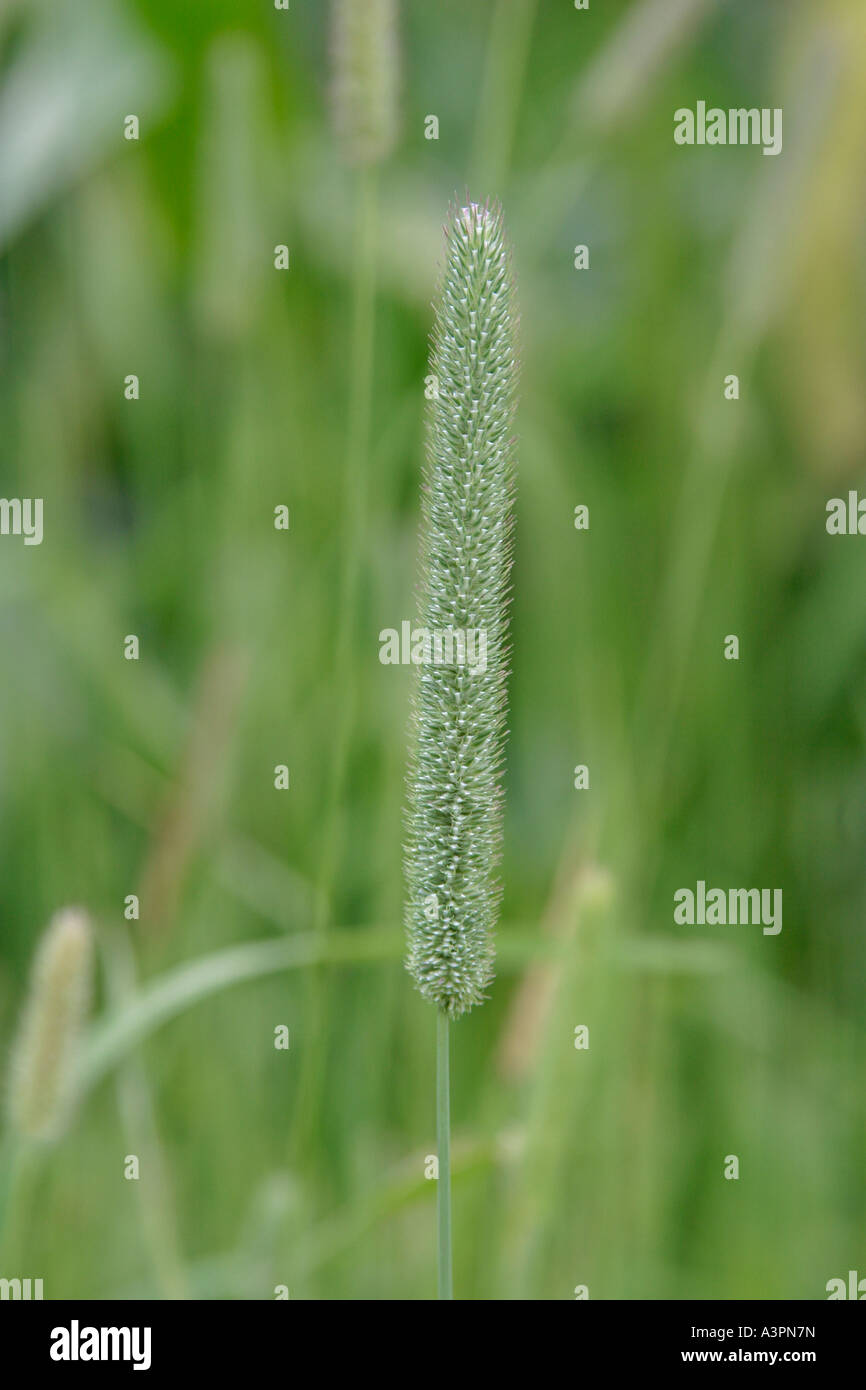 Timothy grass Phleum pratense close up of flower spike Stock Photo - Alamy