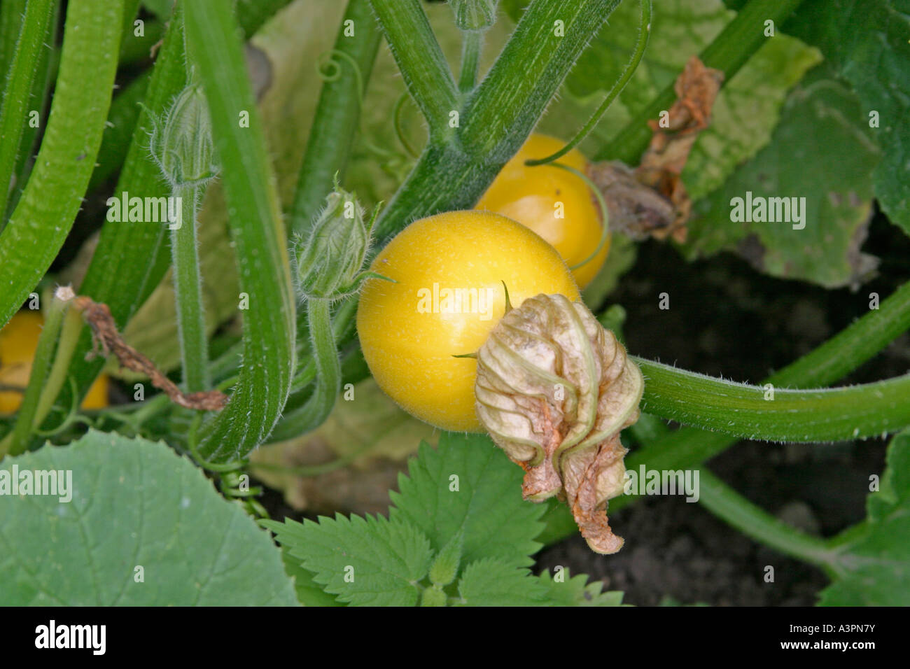 Oneball hi-res stock photography and images - Alamy