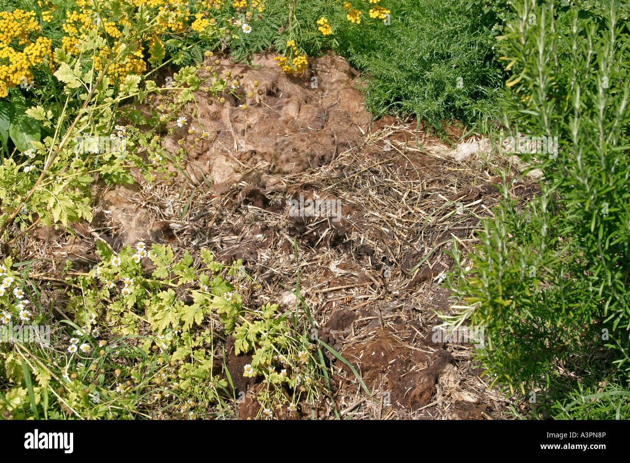 Shoddy wool can be used as a fertilizer Stock Photo - Alamy