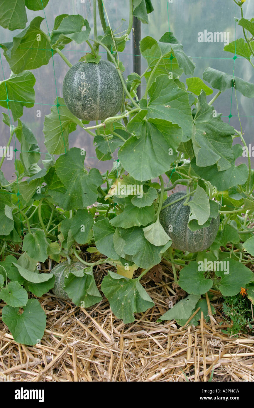 Melon Ogen ripening on plant Stock Photo - Alamy
