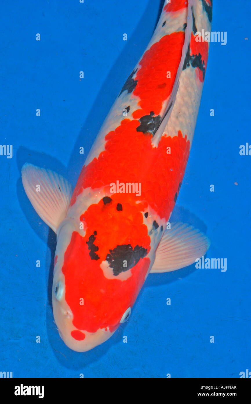 Koi show hi-res stock photography and images - Alamy