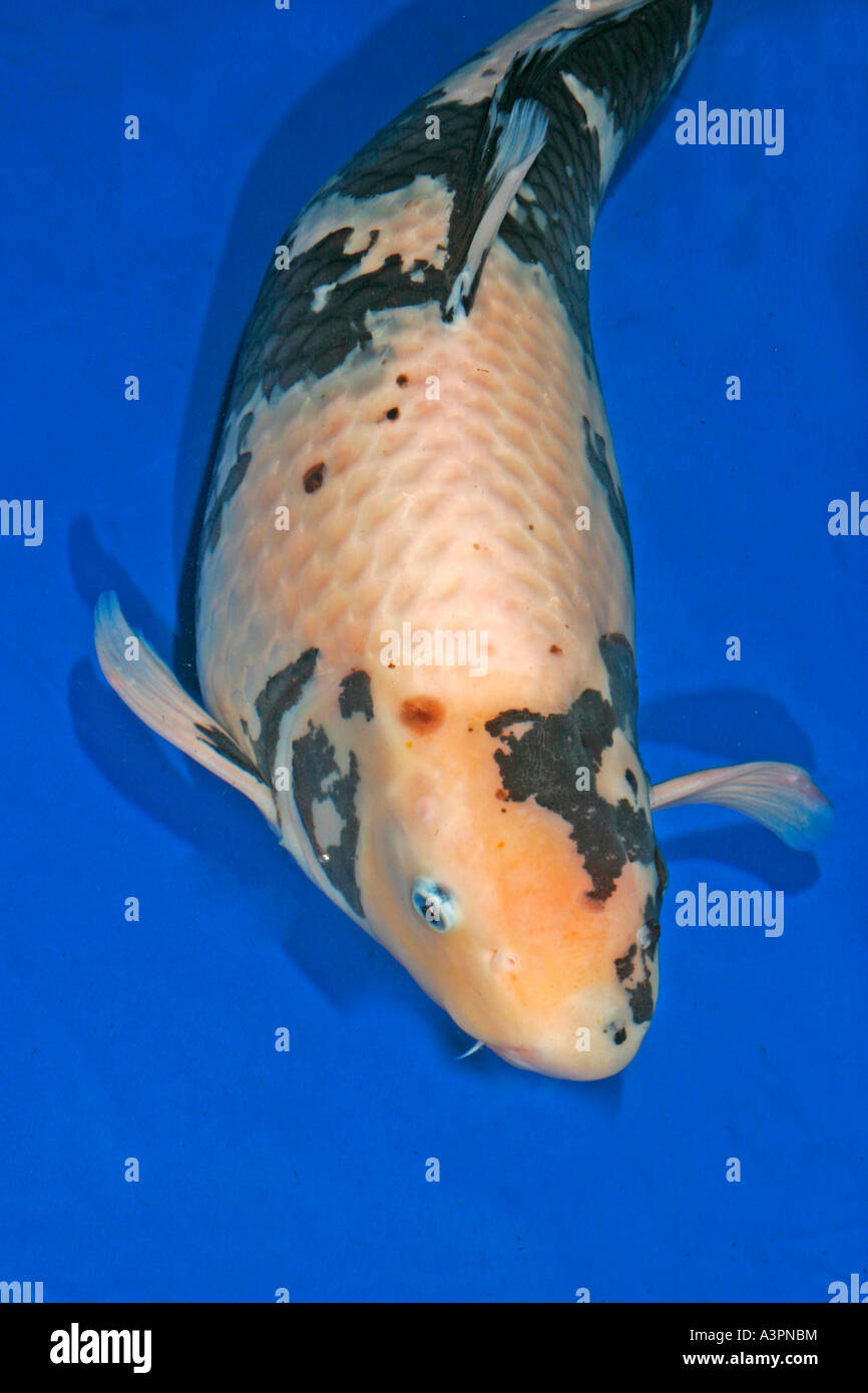 Shiro utsuri hi-res stock photography and images - Alamy