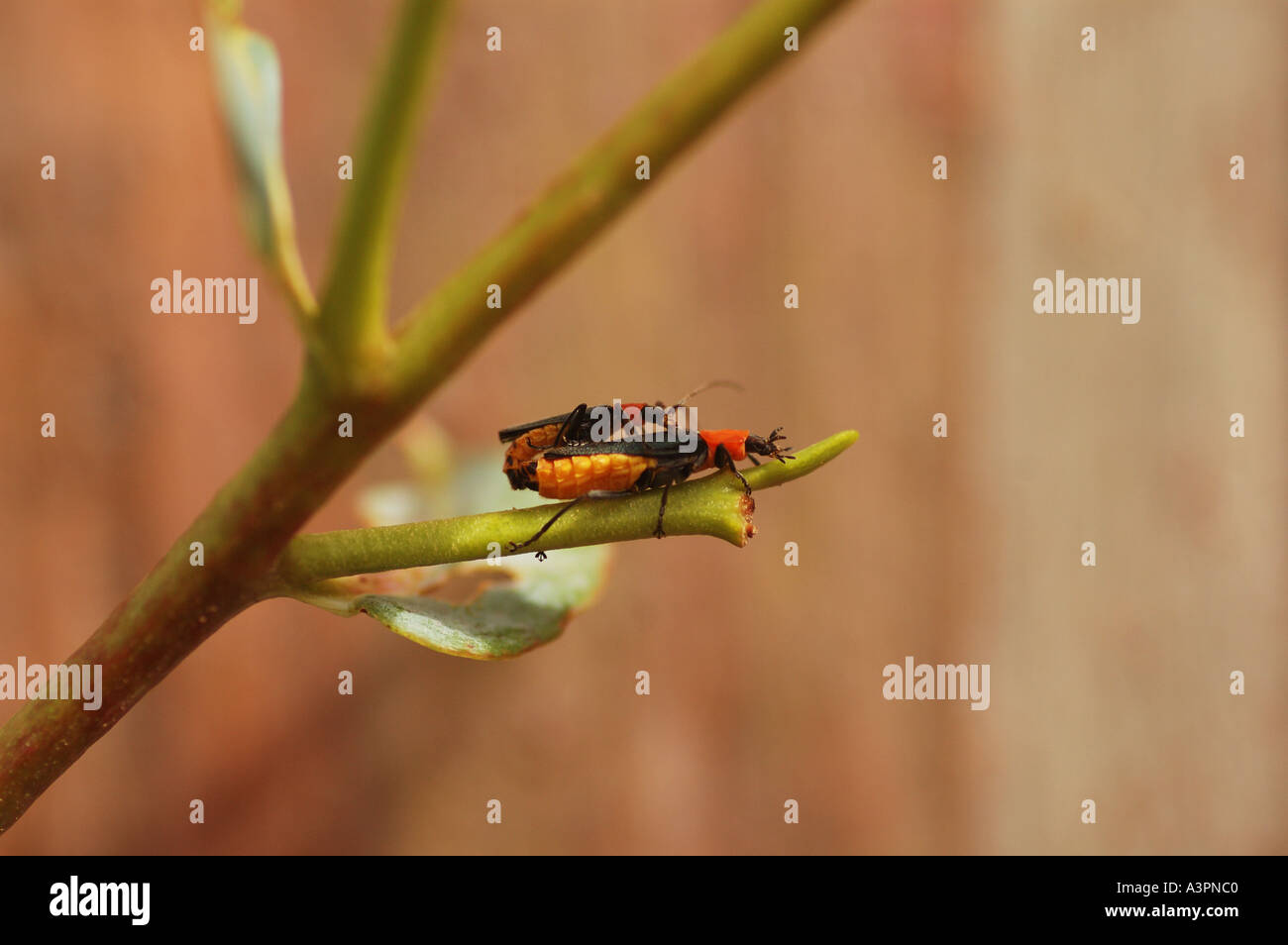 2 insects mate on eucalyptus leaf canberra Australia Stock Photo - Alamy