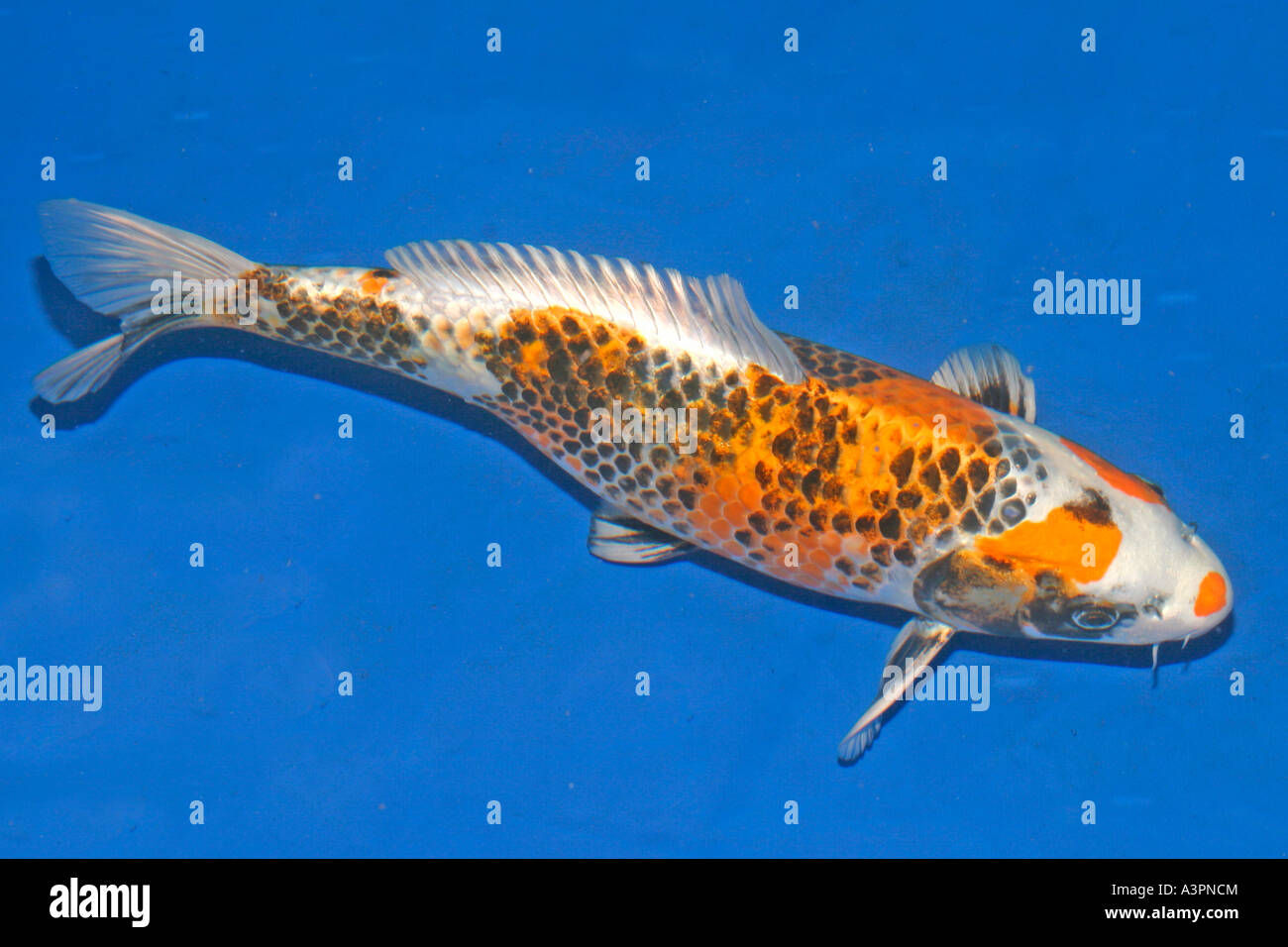 KOI KIN SHOWA SWIMMING IN SHOW VAT Stock Photo - Alamy