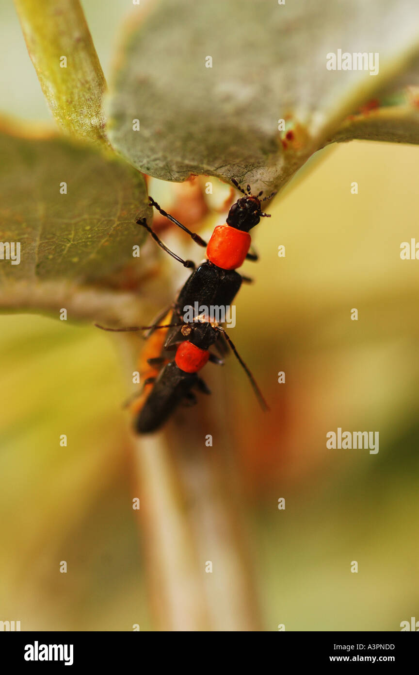 2 insects hi-res stock photography and images - Alamy