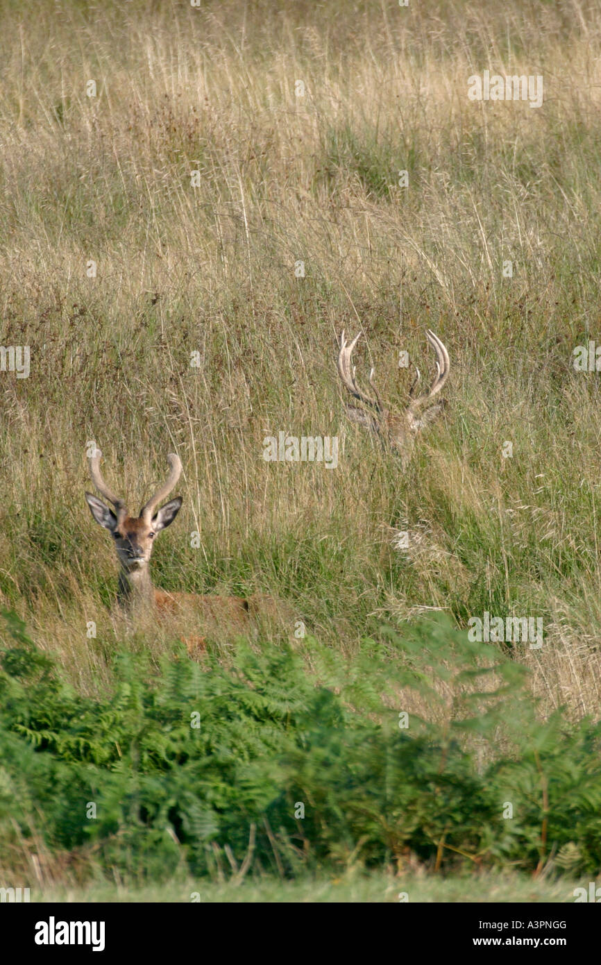 Pere davids deer Elaphurus davidianus stag resting in long grass Stock ...