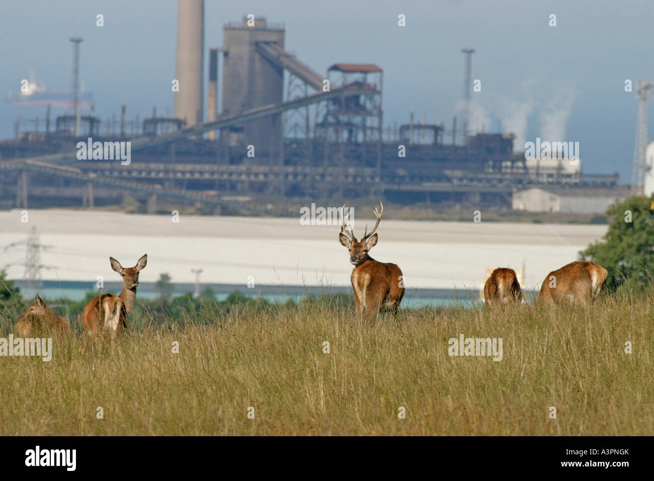 Red deer Cervus elaphurus herd at Margam park with industrial site in ...
