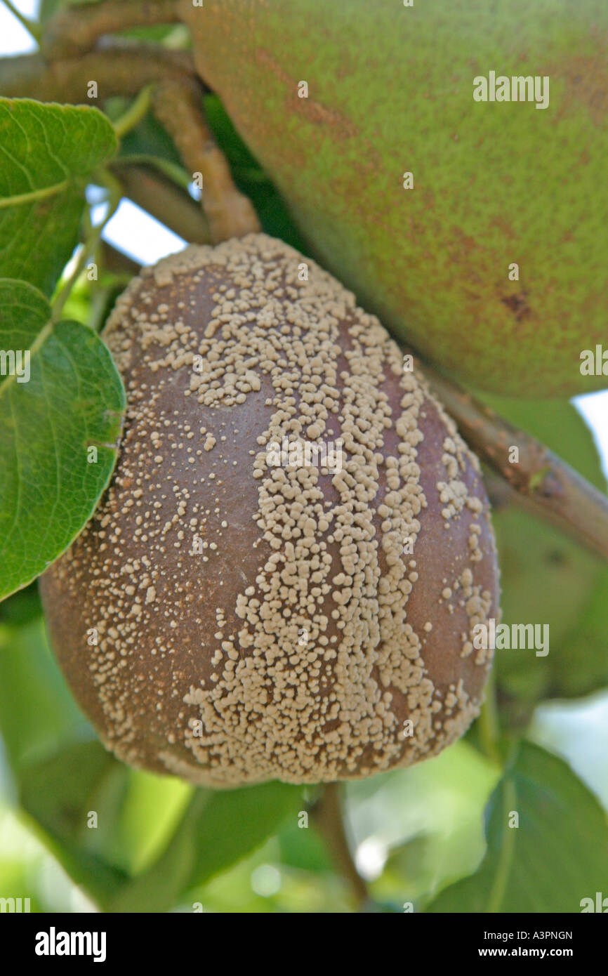 Pear and brown rot hi-res stock photography and images - Alamy