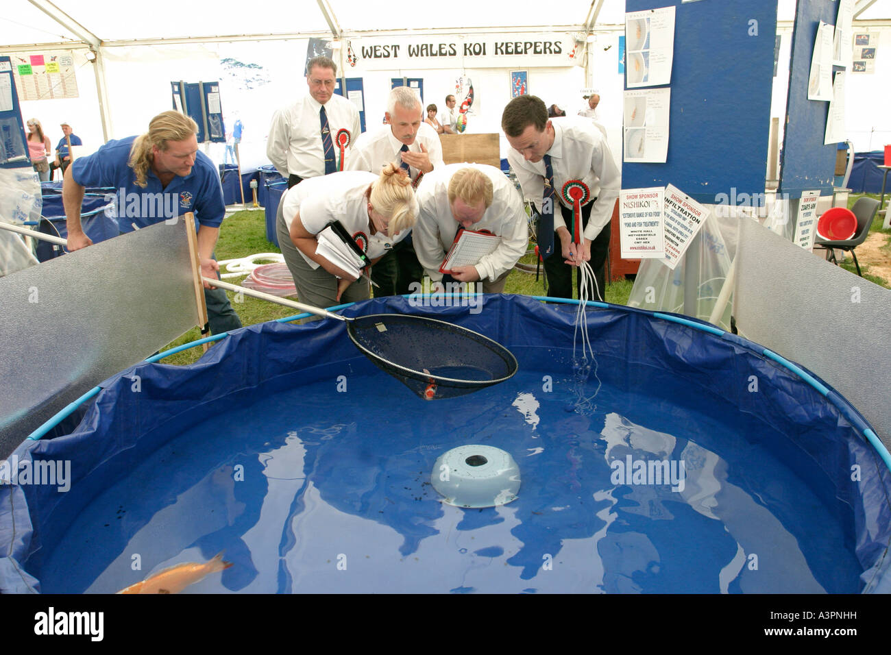 Koi show judging fish are netted for a closer look Stock Photo - Alamy