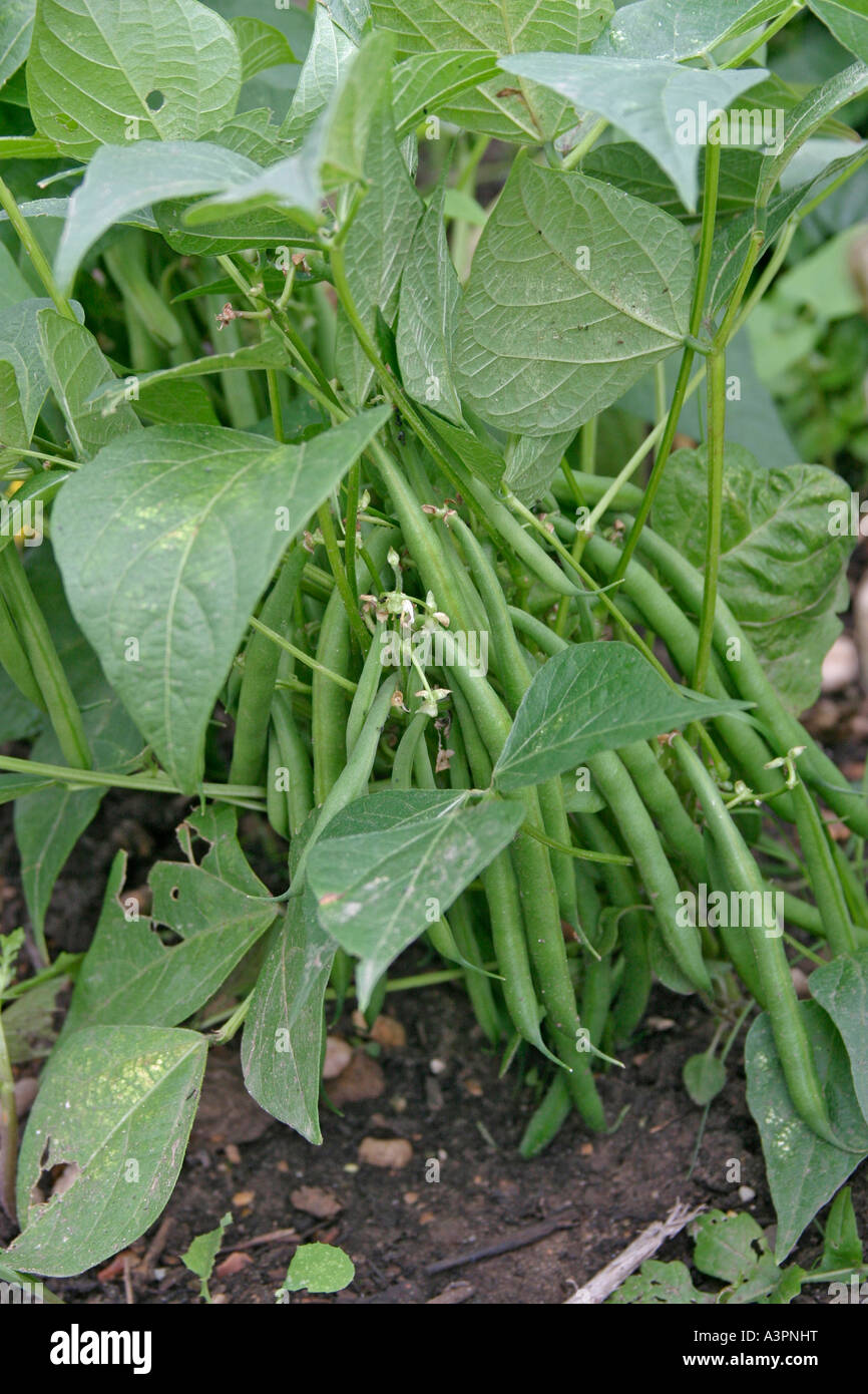 Dwarf french bean hi-res stock photography and images - Alamy