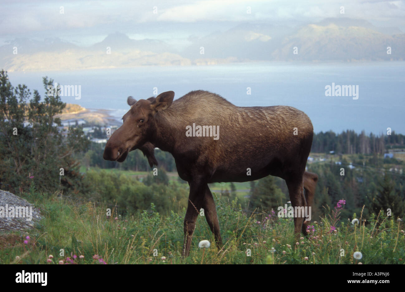 Alaskan female moose hi-res stock photography and images - Alamy