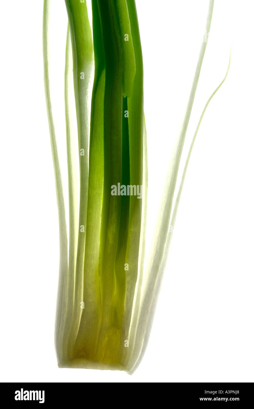 spring onion on a white background Stock Photo - Alamy
