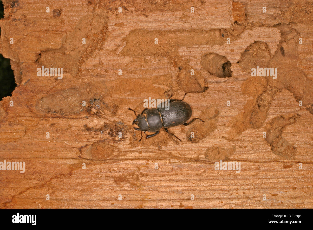 Lesser stag beetle Dorcus parallelipipedus on rotting wood bv Stock ...