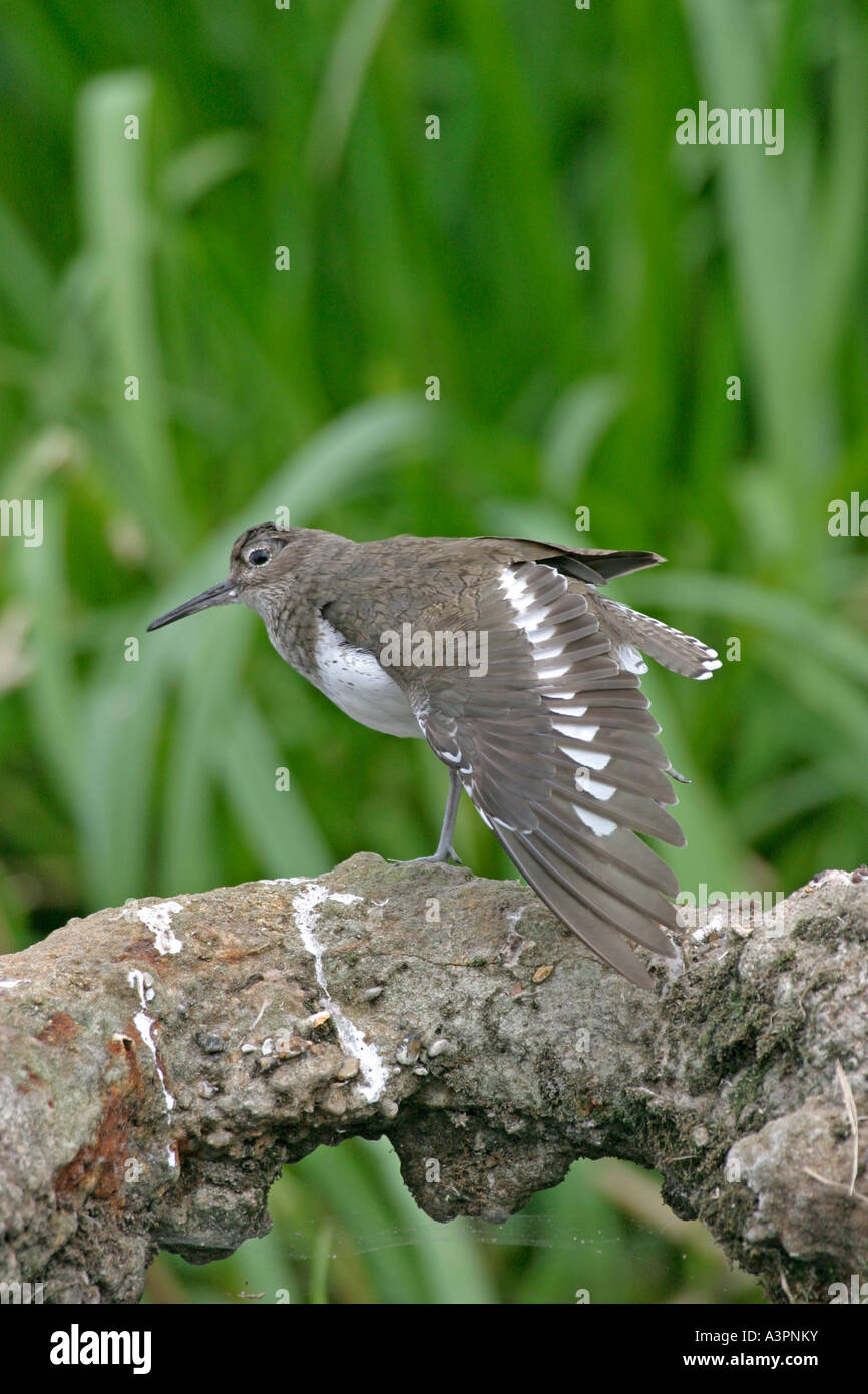Common sandpiper Actitis hypoleucos on stone sv wing stretched Stock ...