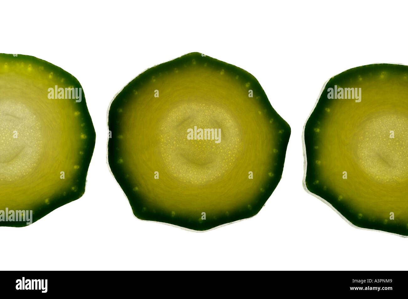 courgette slices on a white background Stock Photo - Alamy