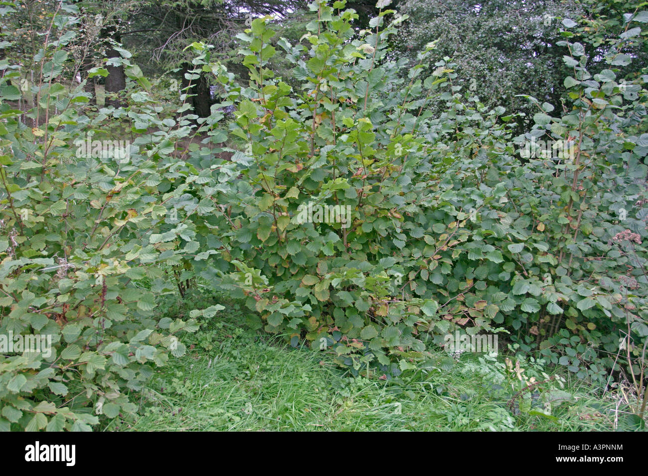 Hazel bush young trees in early autumn Stock Photo - Alamy
