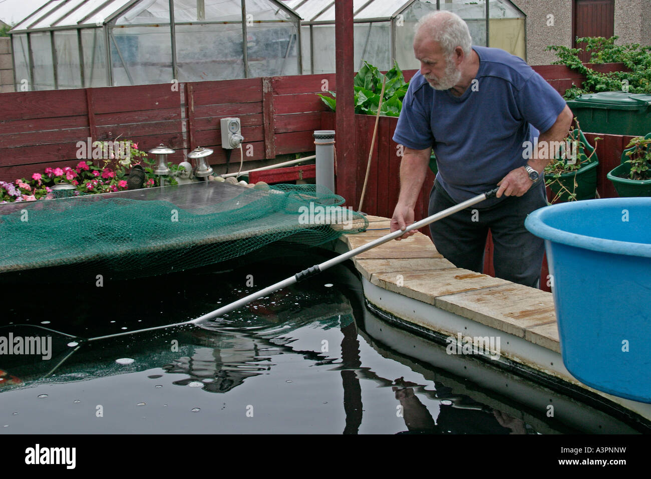 catching koi in pond Stock Photo - Alamy