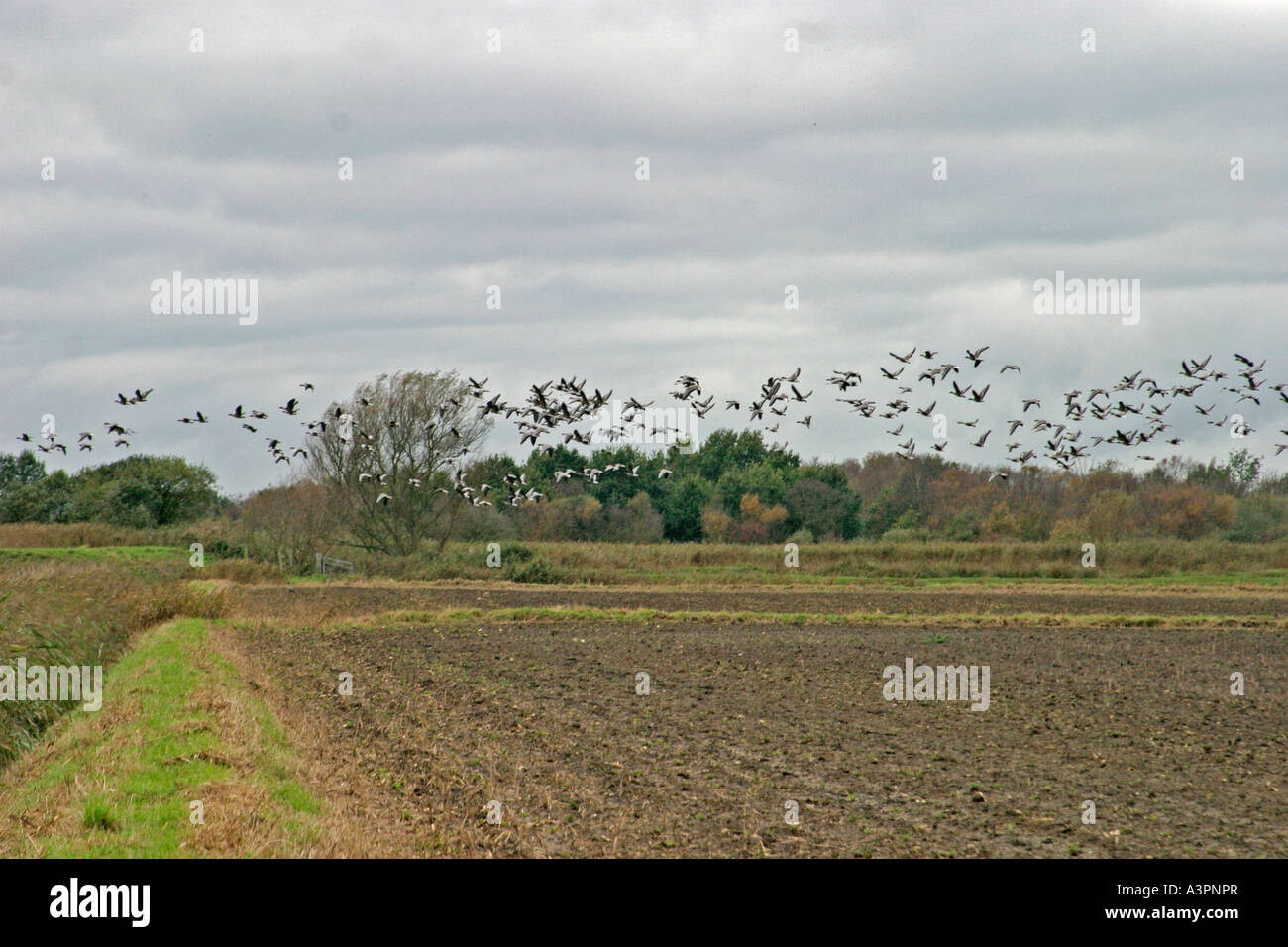 wild geese flock taking off Stock Photo - Alamy