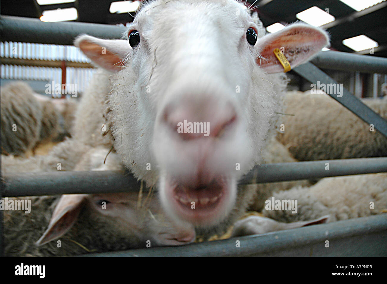Mutton bars hi-res stock photography and images - Alamy