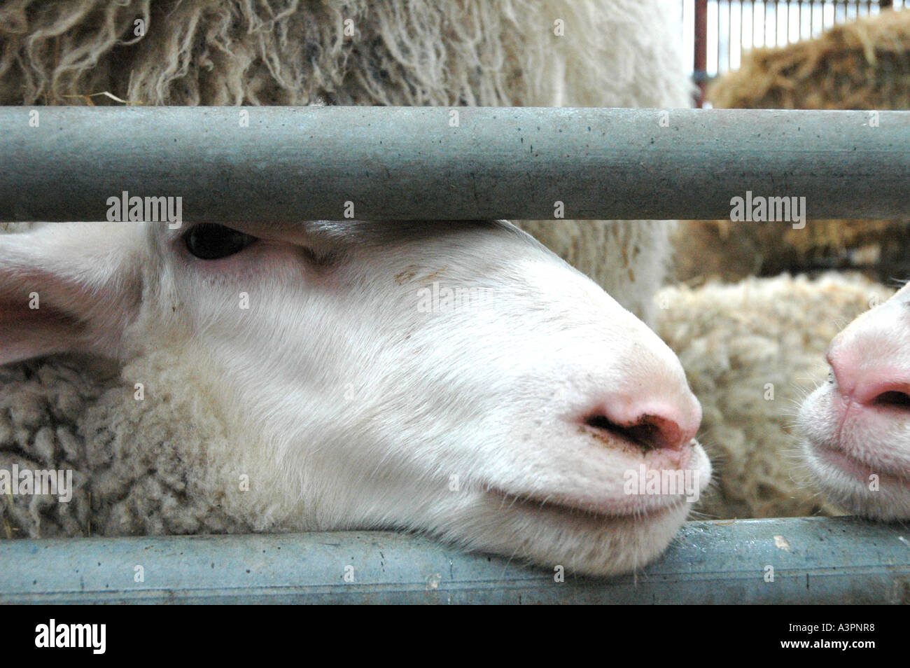 Mutton bars hi-res stock photography and images - Alamy