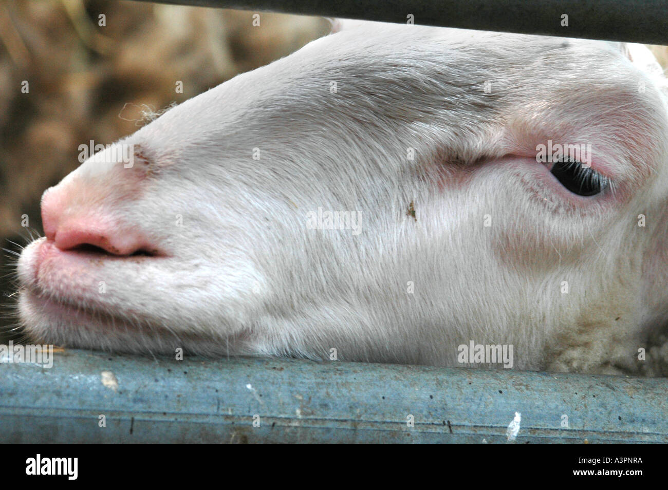 Mutton bars hi-res stock photography and images - Alamy