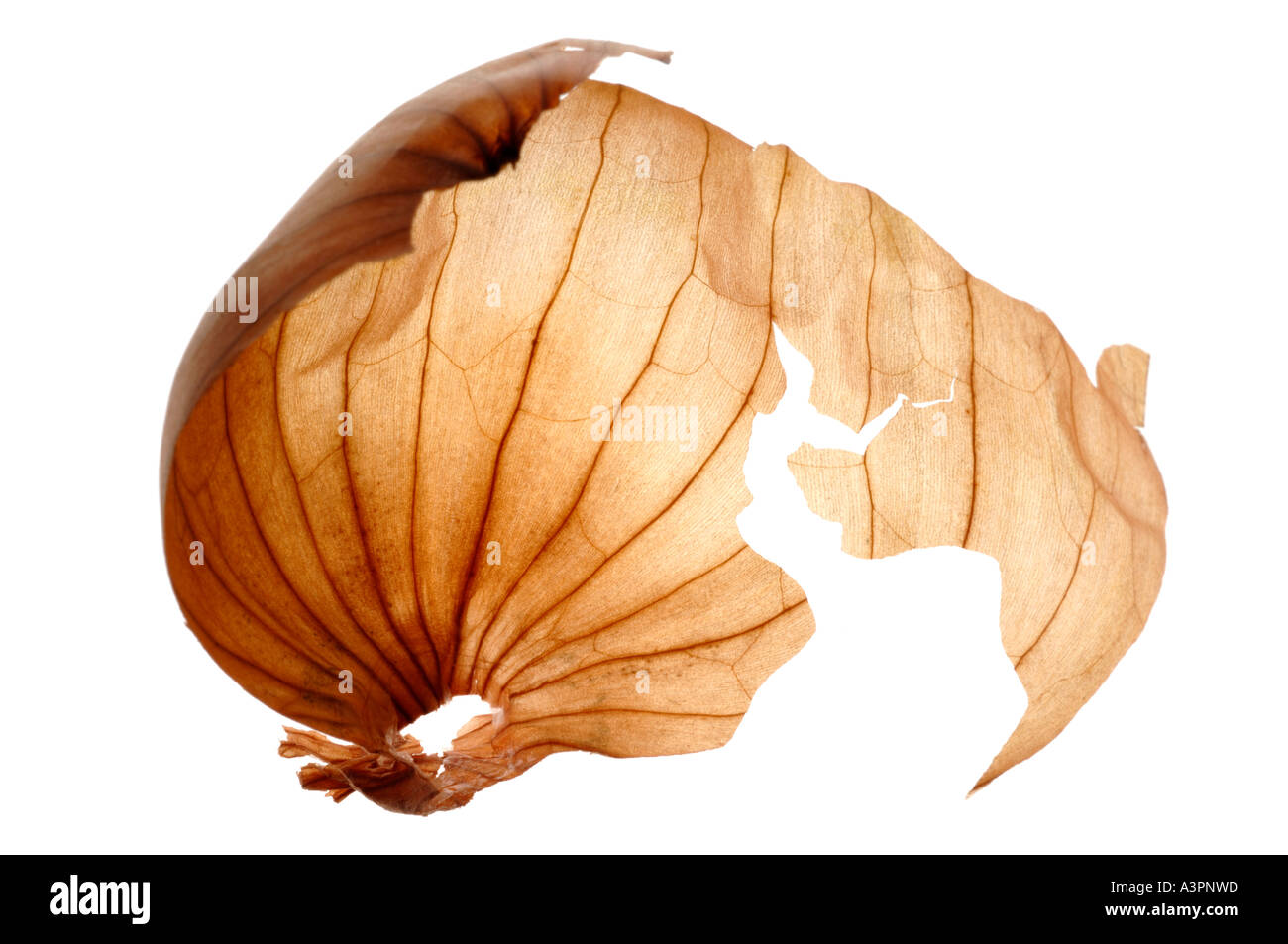 shallot outer skin on a white background Stock Photo - Alamy