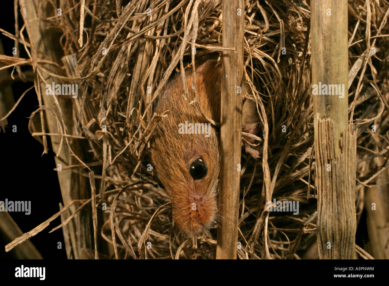 Harvest mouse nest hi-res stock photography and images - Alamy