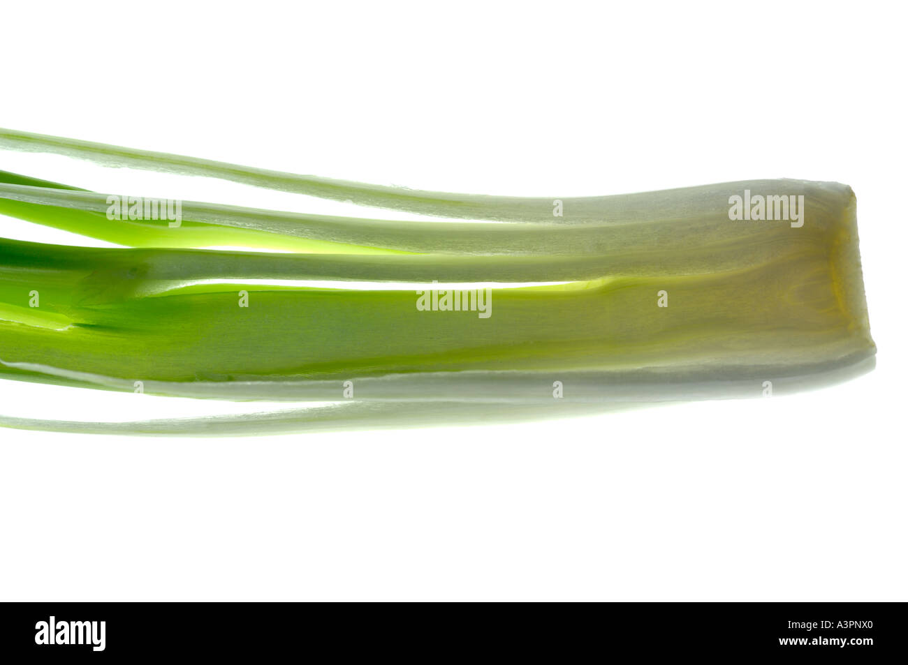 Spring bulb cross section hi-res stock photography and images - Alamy