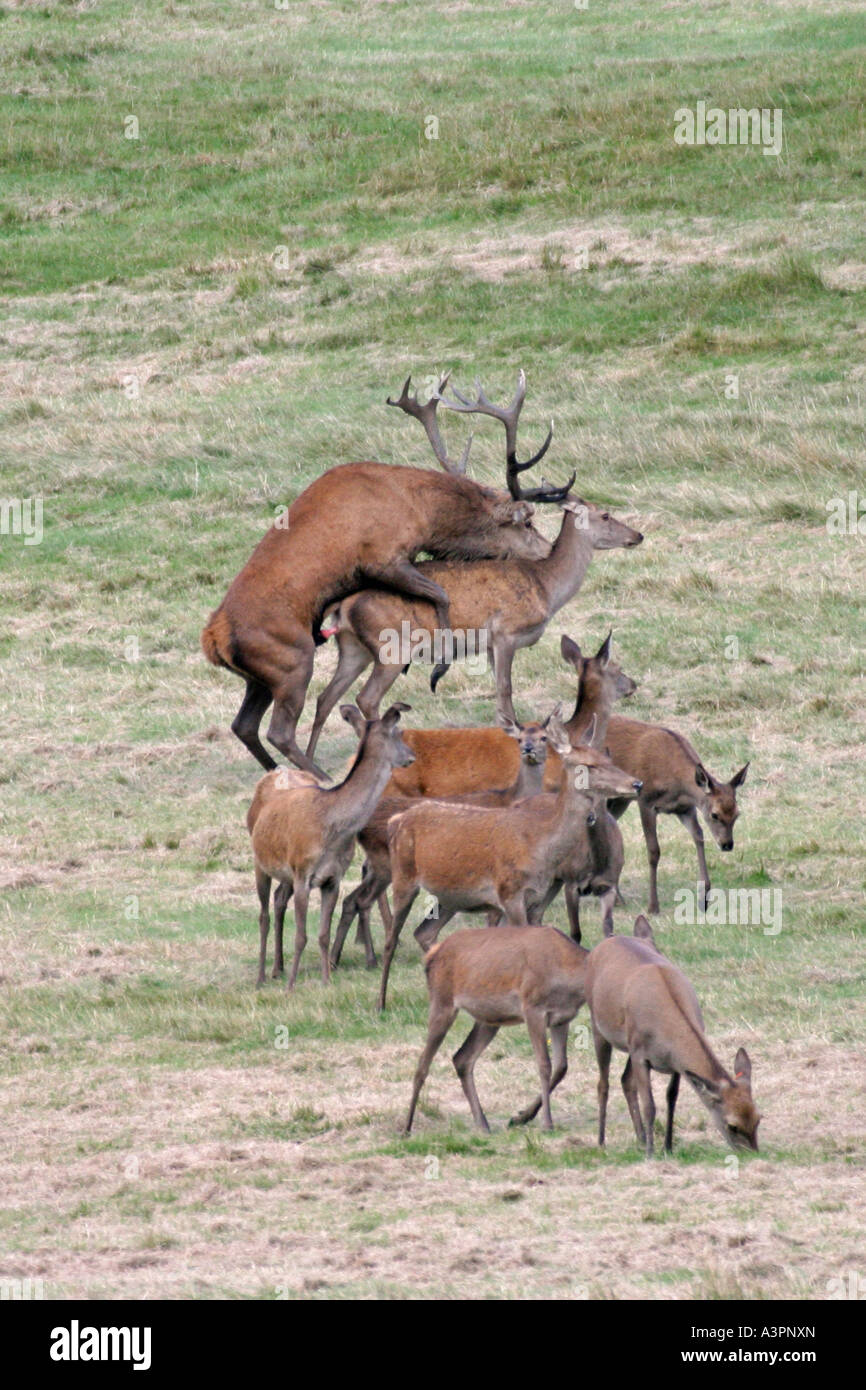 Red deer Cervus elaphus stag mating sv Stock Photo - Alamy