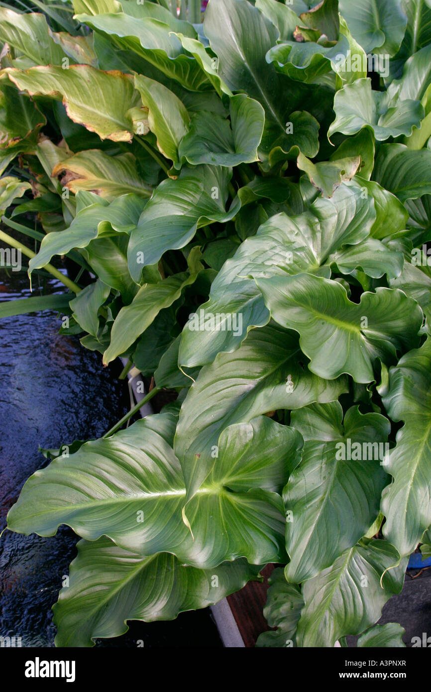 Vegetable filter pond hi-res stock photography and images - Alamy