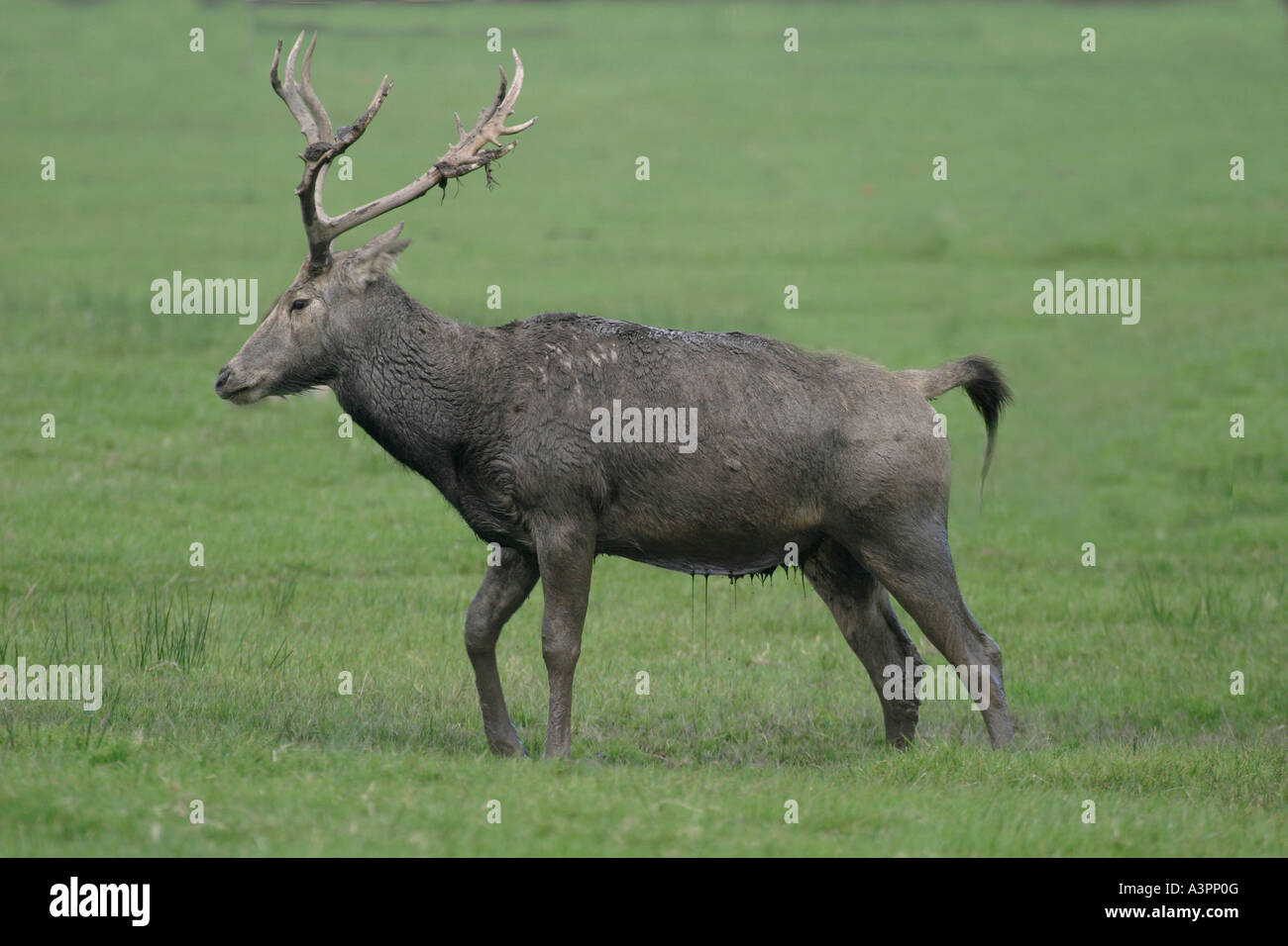 Pere davids deer Elaphurus davidianus stag sv Stock Photo - Alamy