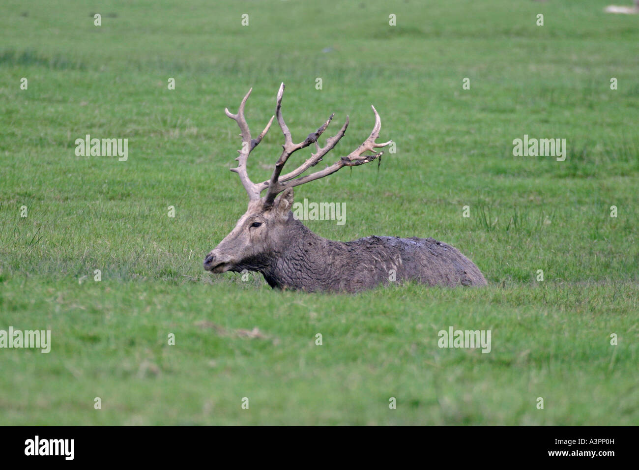 Pere davids deer Elaphurus davidianus stag in mud wallow sv Stock Photo ...
